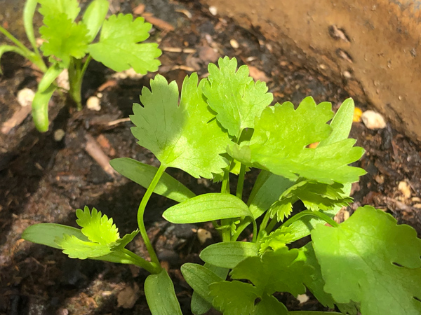 Cilantro Seedling 1 | The Taste Tourist
