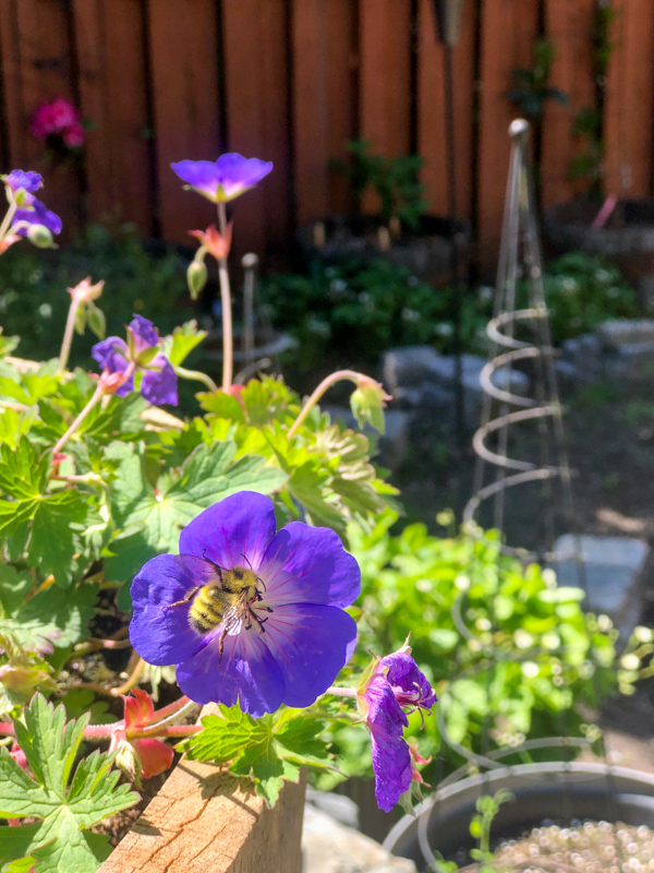 Purple Geranium with Bee_ | The Taste Tourist