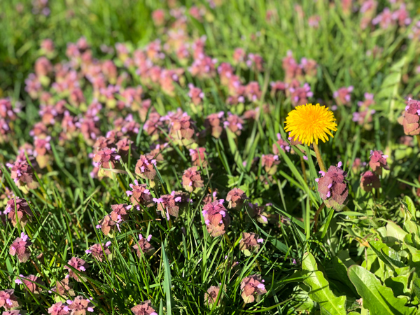 Spring Dandelion | The Taste Tourist